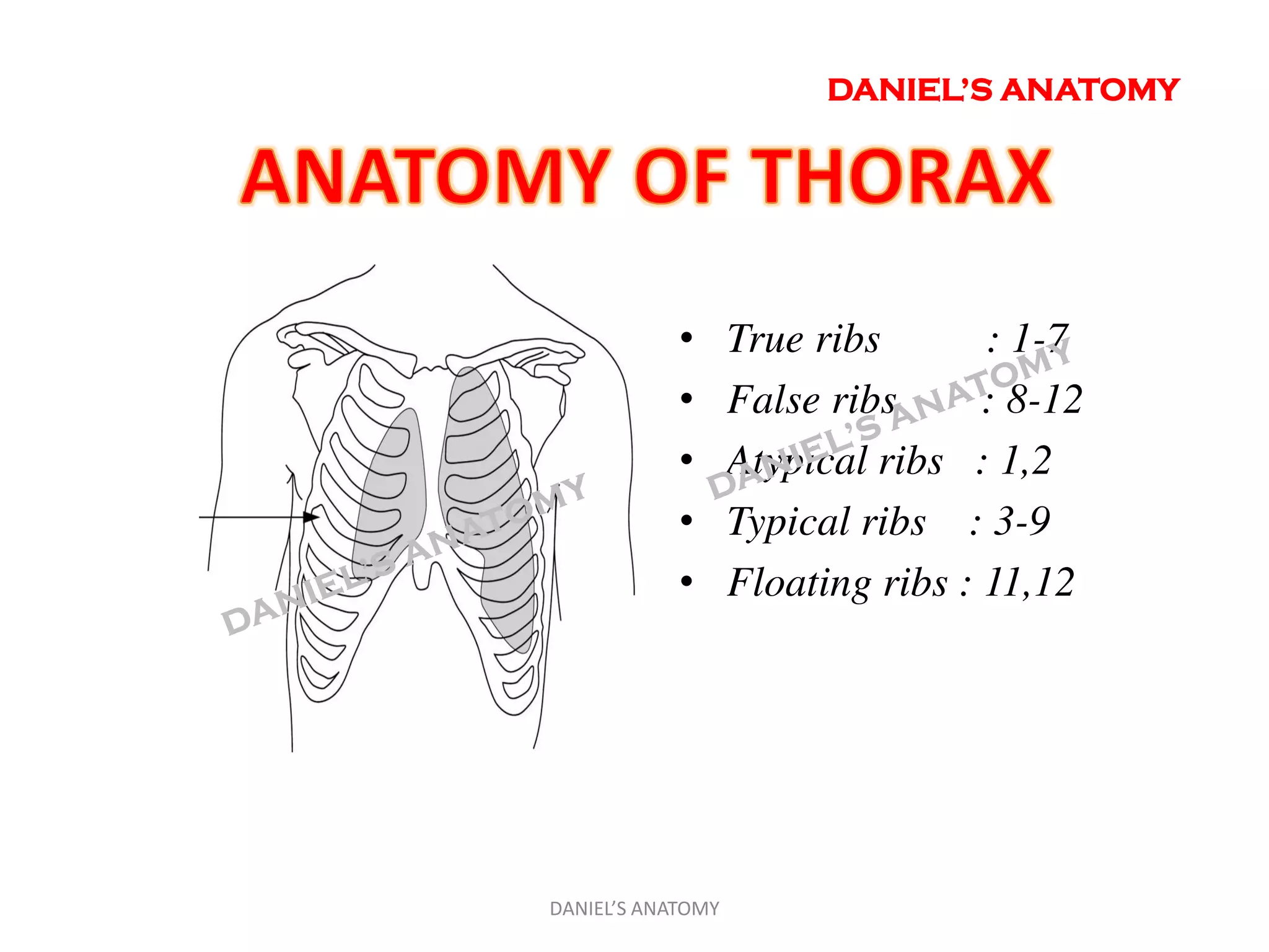 Intercostal space | PDF