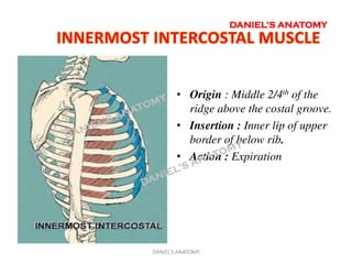 Internal Intercostals Origin And Insertion