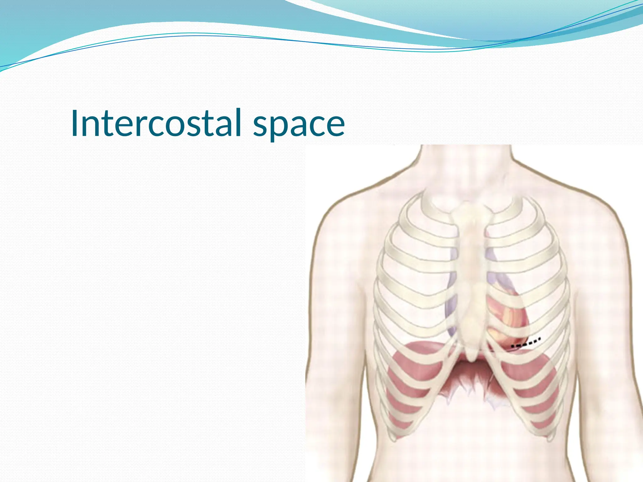 Intercostal space BPT II sem.pptx....... | PPT