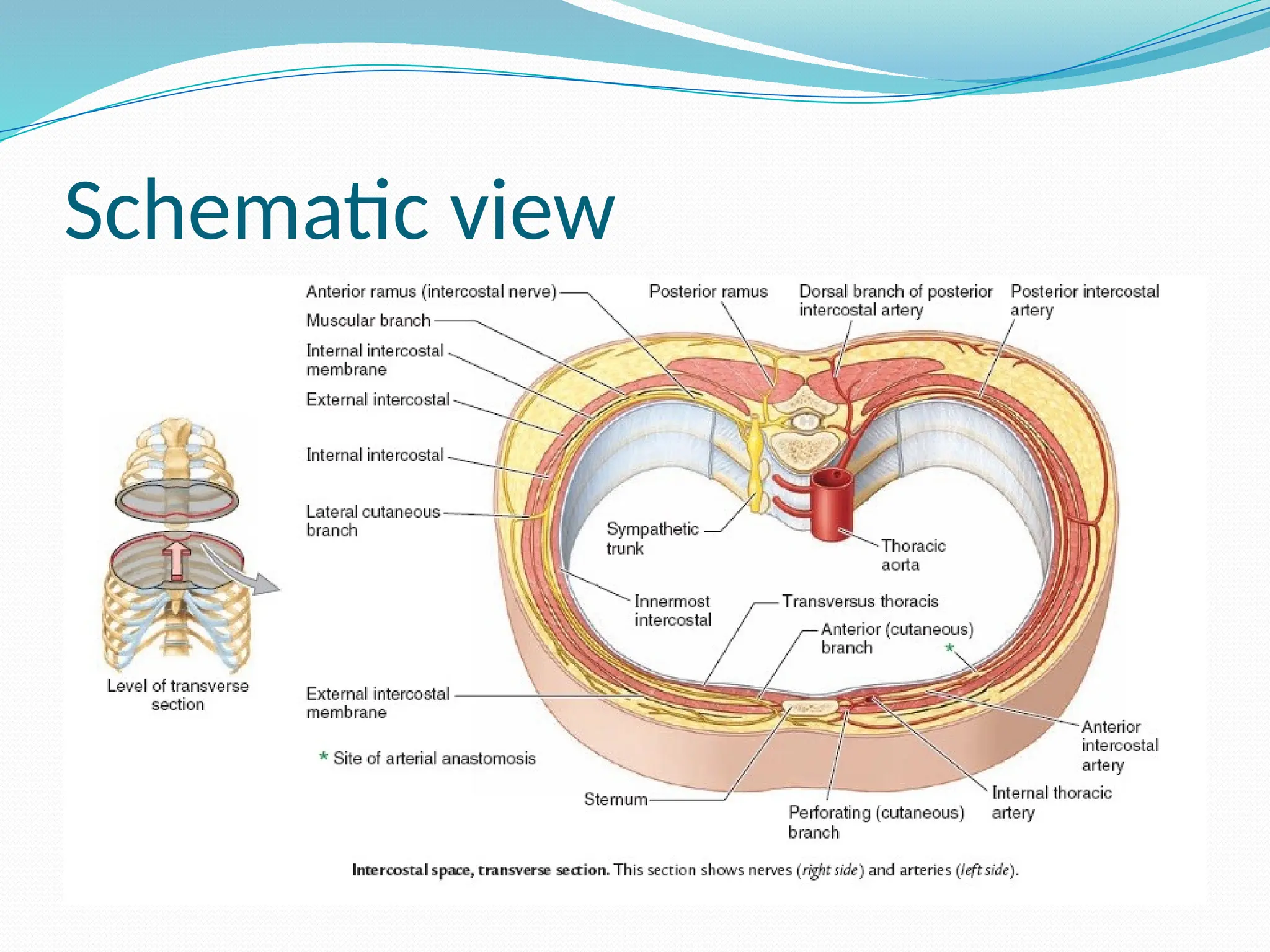 Intercostal space BPT II sem.pptx....... | PPT