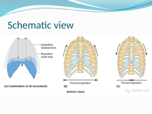 Intercostal space BPT II sem.pptx....... | PPT