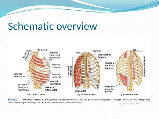 Intercostal space BPT II sem.pptx....... | PPT
