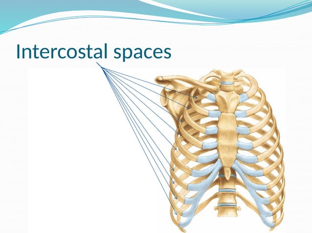 Intercostal space BPT II sem.pptx....... | PPT