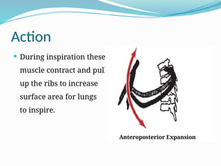 Intercostal space BPT II sem.pptx....... | PPT