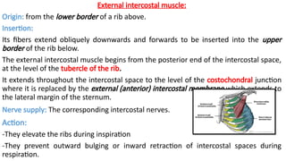 anatomical study of the intercostal spaces.pptx