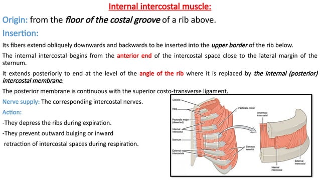 anatomical study of the intercostal spaces.pptx