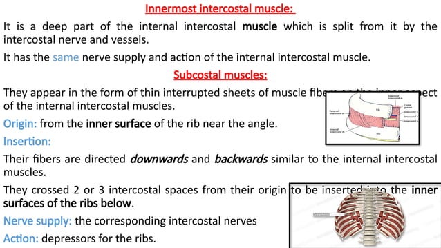 anatomical study of the intercostal spaces.pptx