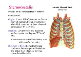 Intercostal Spaces - Avinash.pdf