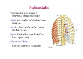 Intercostal Spaces - Avinash.pdf