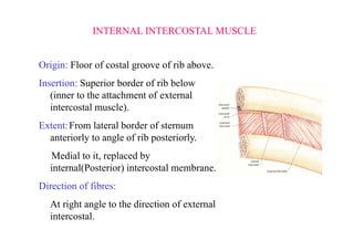 Intercostal Spaces - Avinash.pdf