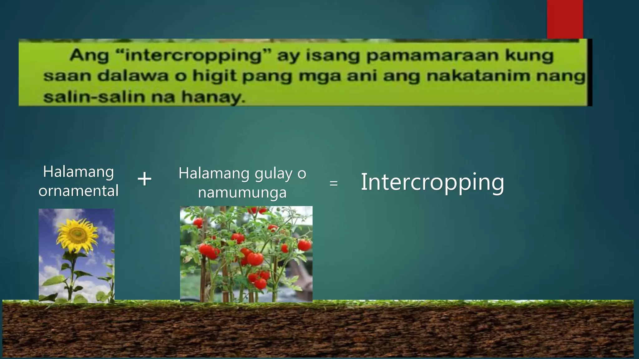 intercropping.pptx