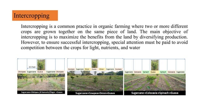 intercropping advantages types and disadvantges.pptx