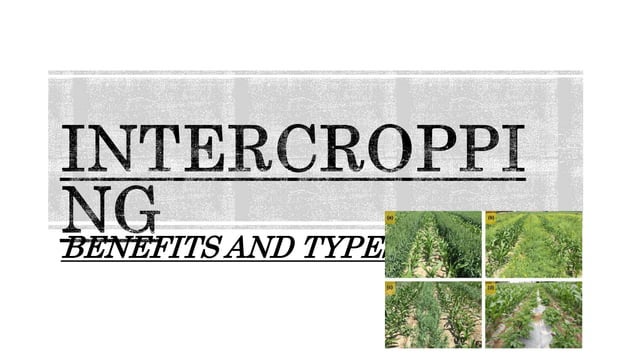 INTERCROPPING .pptx | Agriculture | Industries