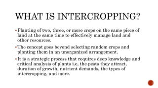 INTERCROPPING .pptx