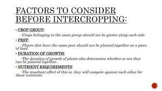 INTERCROPPING .pptx