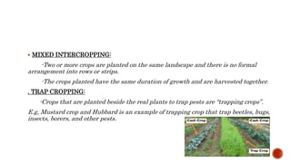 INTERCROPPING .pptx