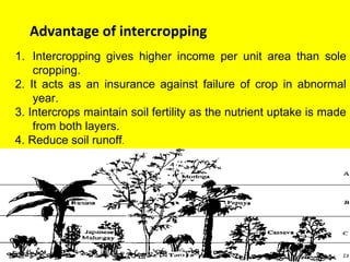 Intercropping mixed cropping_principles_and_assessment_of_yield | PPT