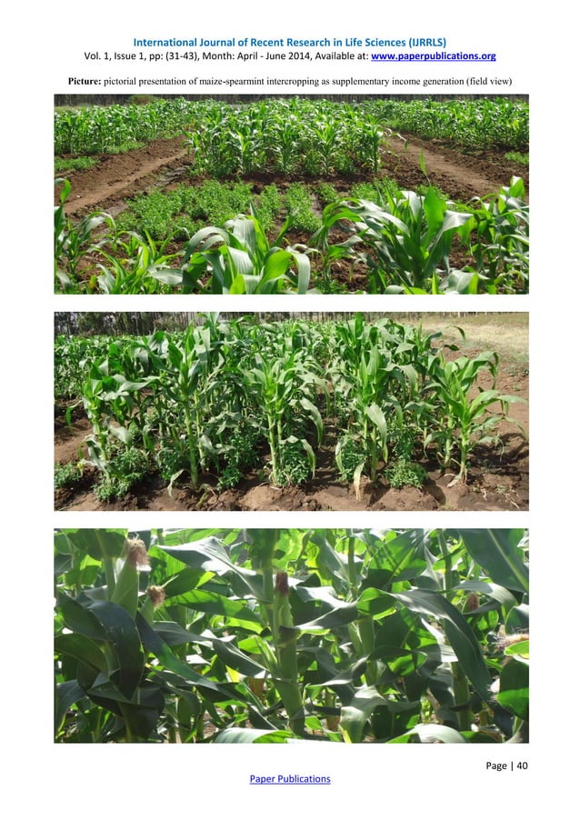 Intercropping of Maize(Zea mays L.) with Spear mint(Mentha spicata L ...