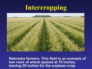 Legume Crops in Low Precipitation Areas of the Pacific Northwest | PPT