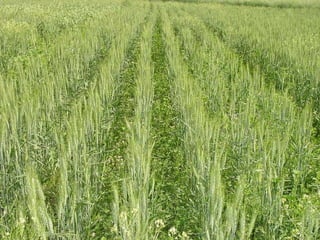 Legume Crops in Low Precipitation Areas of the Pacific Northwest | PPT