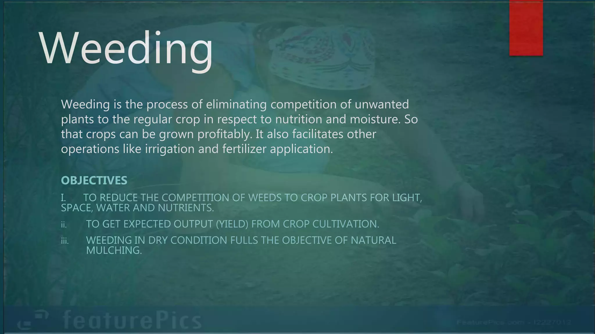 Intercultural practices ,Cultural practices in Agrecultural | PPTX