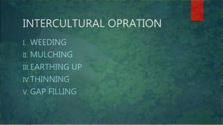 Intercultural practices ,Cultural practices in Agrecultural | PPTX