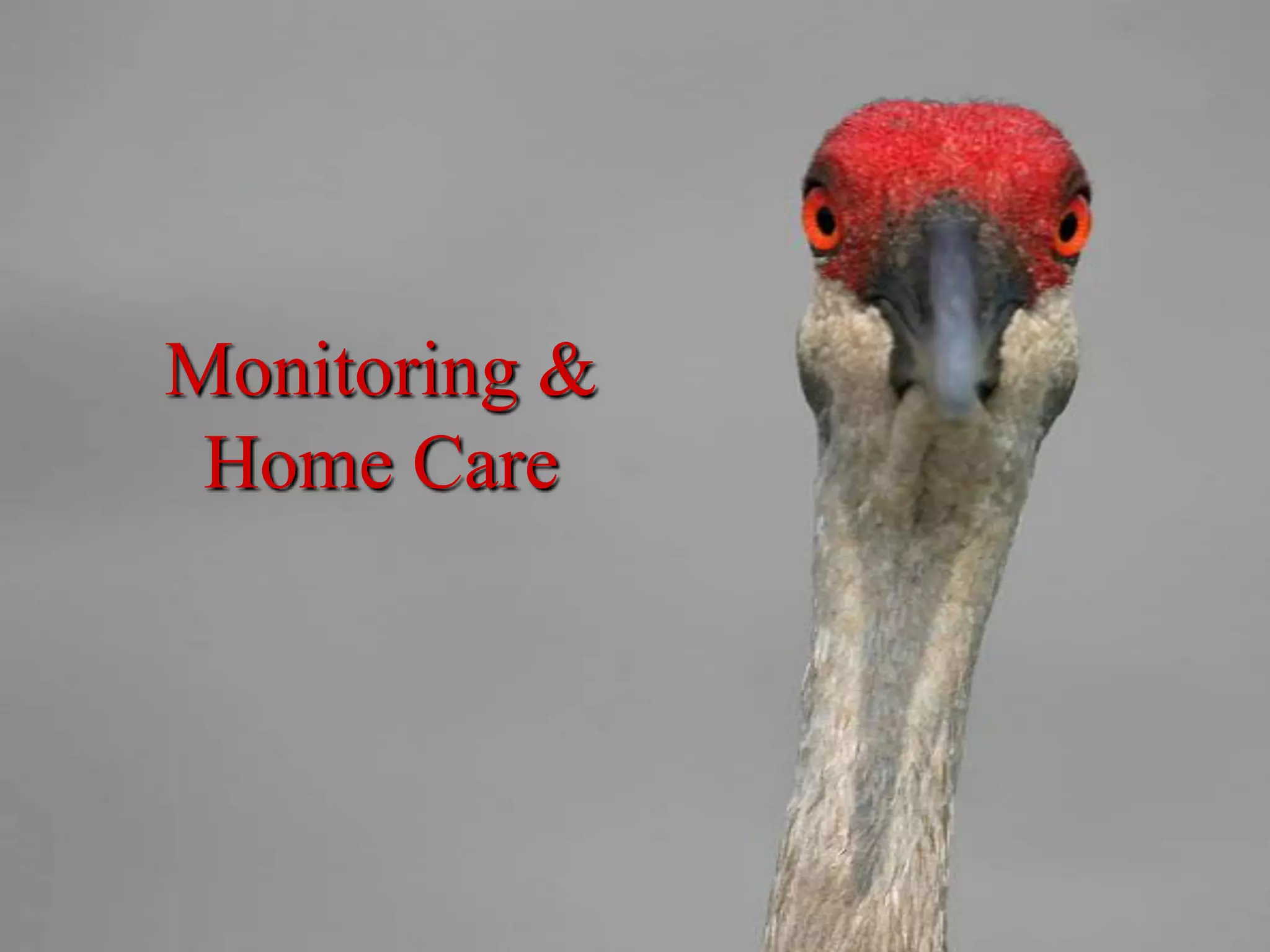 Interdental Wiring for Mandibular Fracture Repair | PPTX