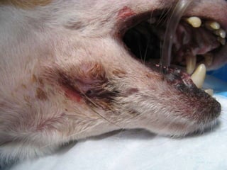 Interdental Wiring for Mandibular Fracture Repair | PPTX