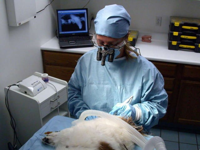 Interdental Wiring for Mandibular Fracture Repair | PPTX | Dental ...