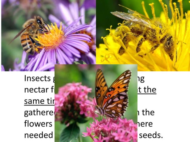 Plants and animals depend on each other. (teach 2nd/3rd grade) | PPTX