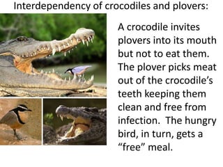 Plants and animals depend on each other. (teach 2nd/3rd grade) | PPTX