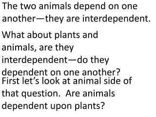 Plants and animals depend on each other. (teach 2nd/3rd grade) | PPTX