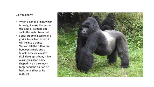 Interesting facts | PPTX