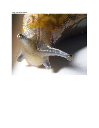 Interesting facts about animal | PDF