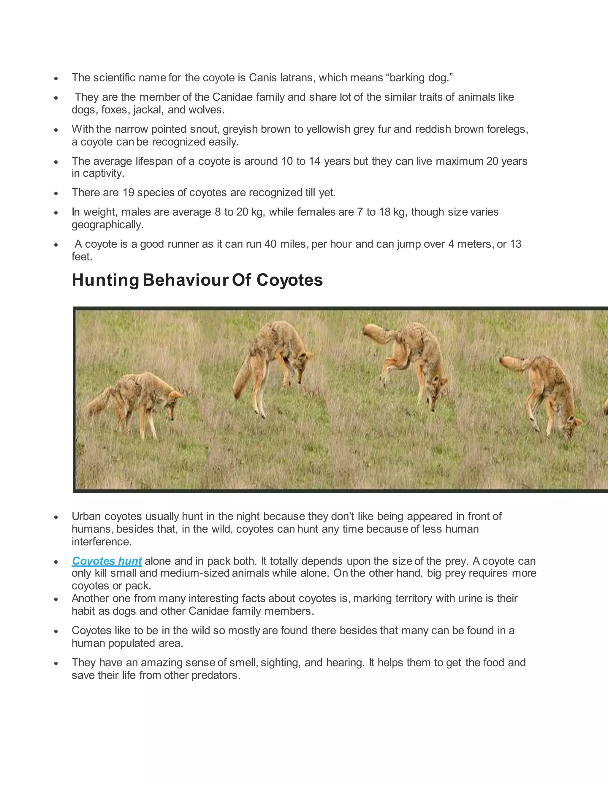 Interesting facts about coyotes | PDF