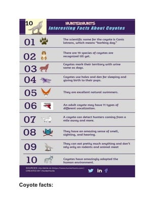 Interesting facts about coyotes | PDF