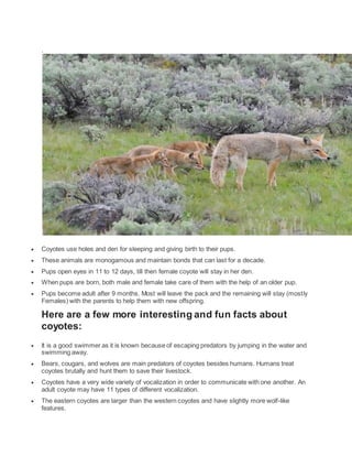 Interesting facts about coyotes | PDF