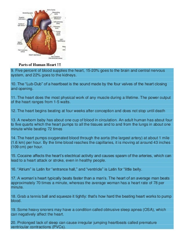 Interesting facts about heart Interesting facts about heart
