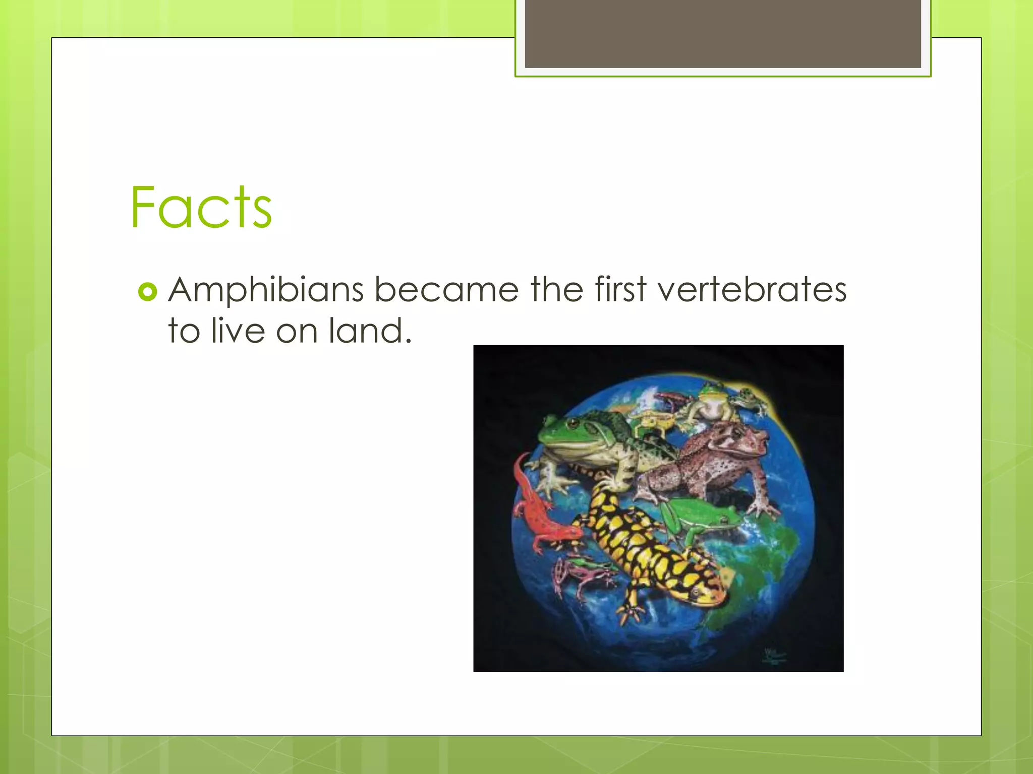Interesting facts about vertebrates | PDF