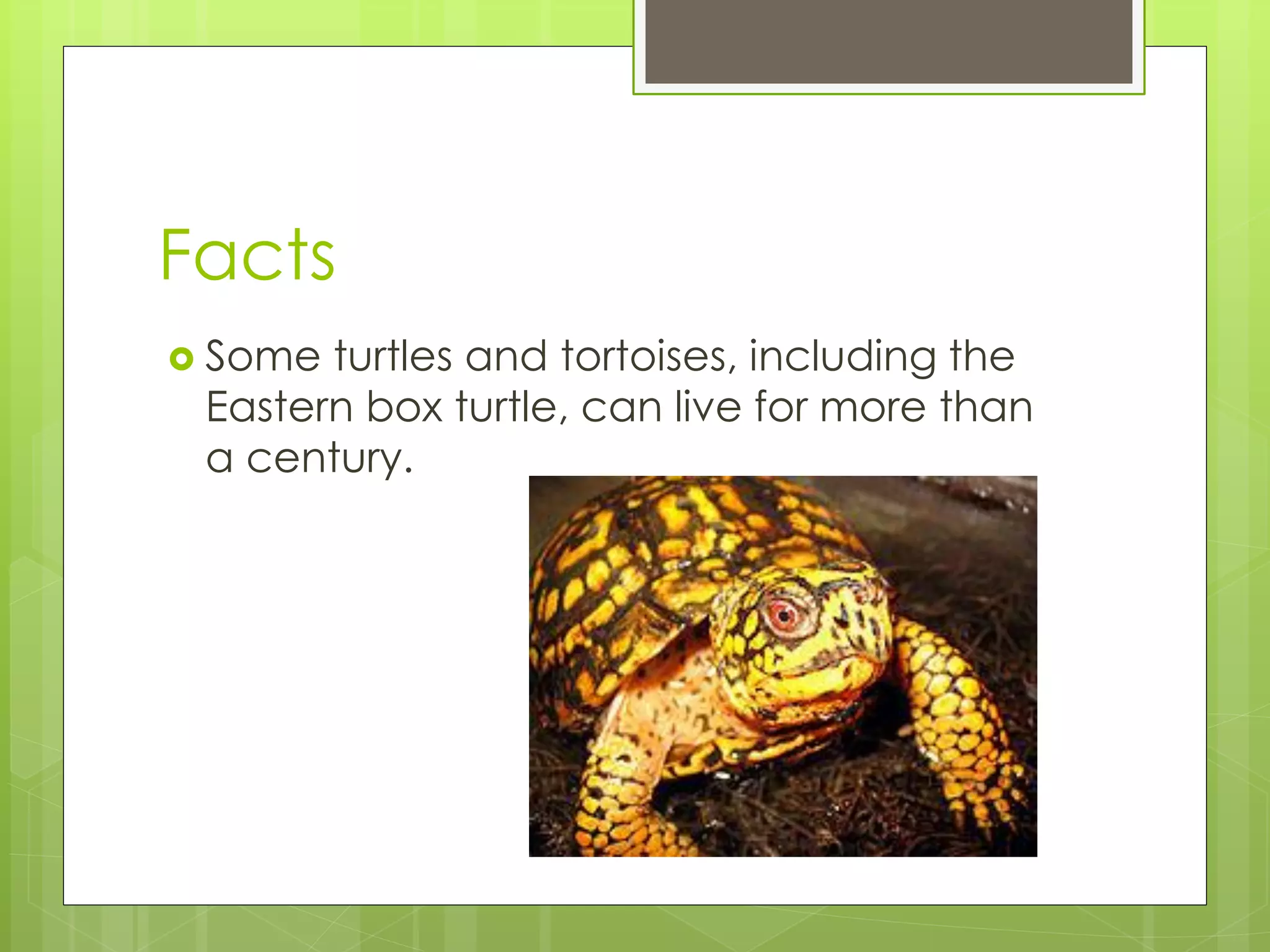 Interesting facts about vertebrates | PDF
