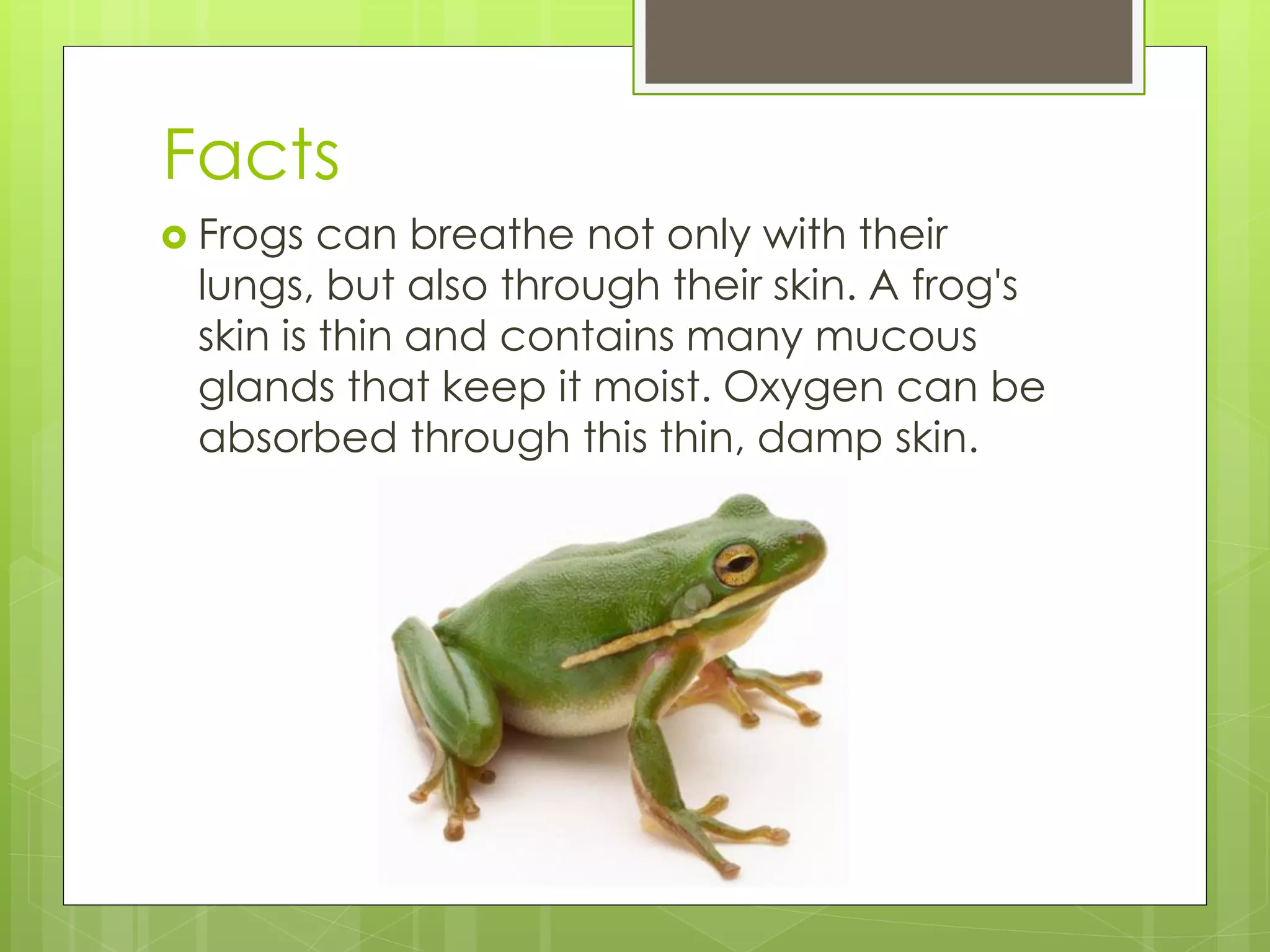 Interesting facts about vertebrates | PDF