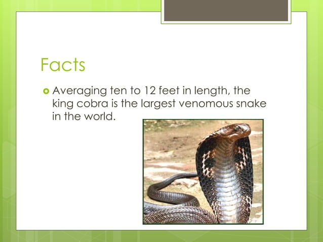 Interesting facts about vertebrates | PPT
