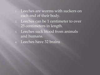 Interesting facts about leeches | PPT