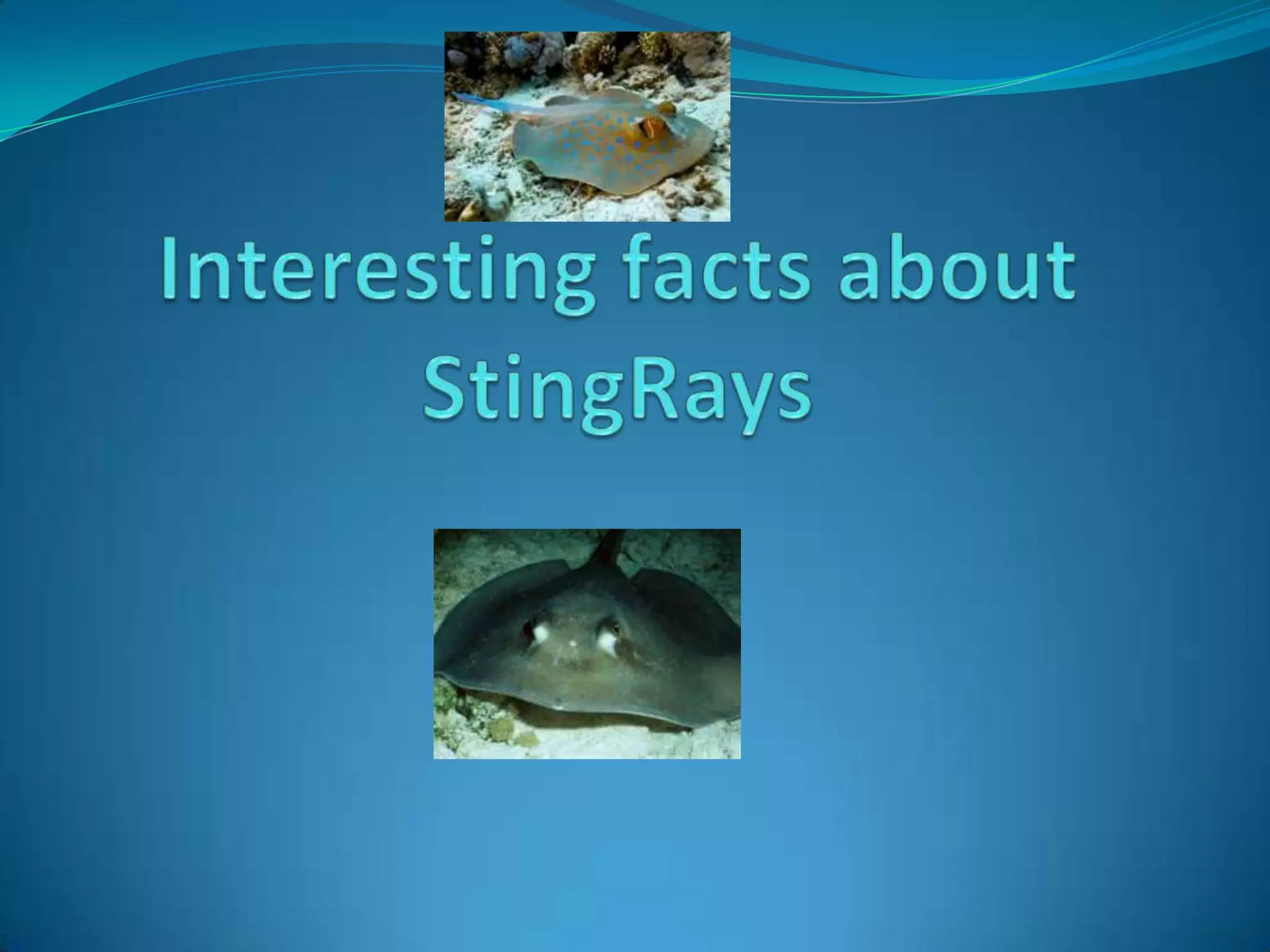 Interesting facts about sting rays | PPTX | Fish and Aquariums | Pets