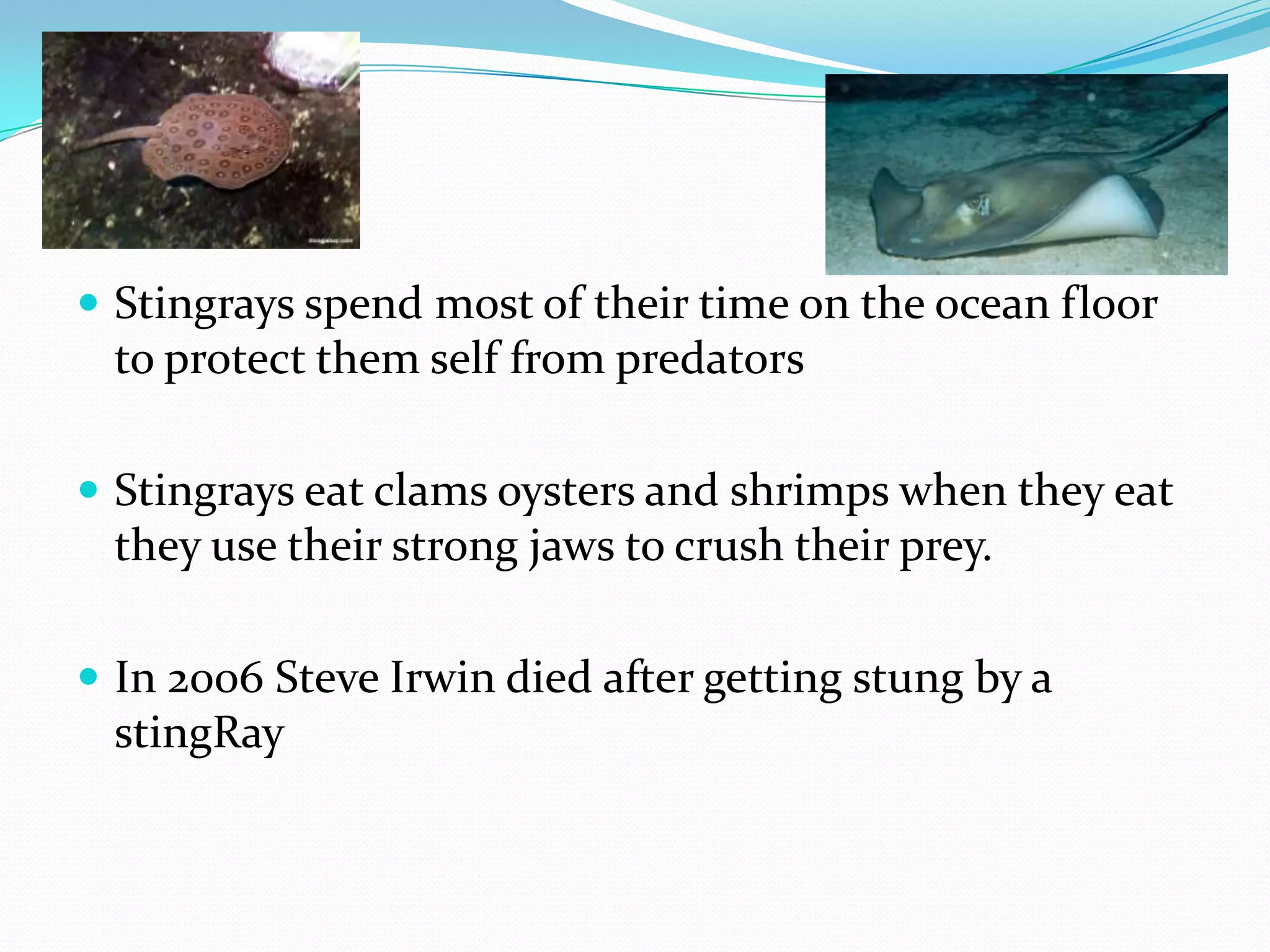 Interesting facts about sting rays | PPTX | Fish and Aquariums | Pets