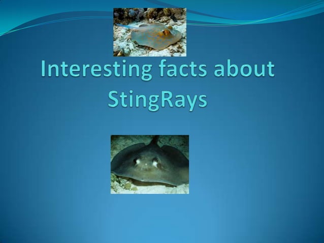 Interesting Facts About Sting Rays interesting-facts-about-sting-rays