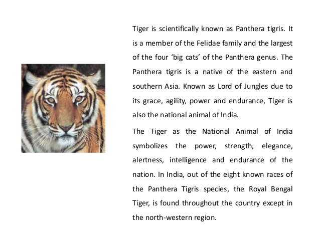 Interesting Facts About Tigers
