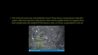 Interesting facts about trees.pptx