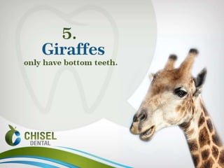 Interesting facts of Teeth | PPT