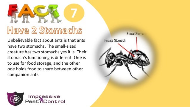 Interesting Facts You Should Know About Ants